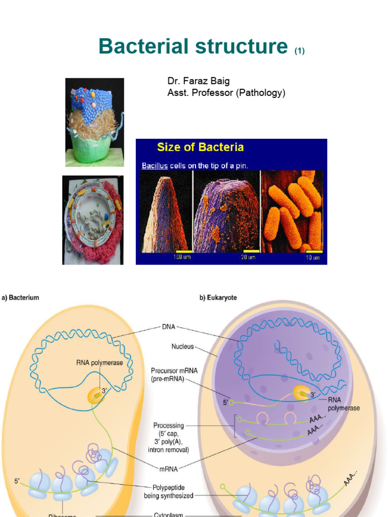 Bacterial Structure | PDF | Science & Mathematics