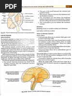 Internal Capsule: Anatomy and Function | PDF | Cerebrum | Neuroanatomy