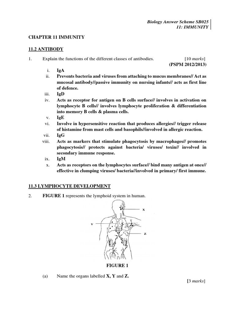 SB025 Immunity Answer Key | PDF | Immune System | Adaptive Immune System