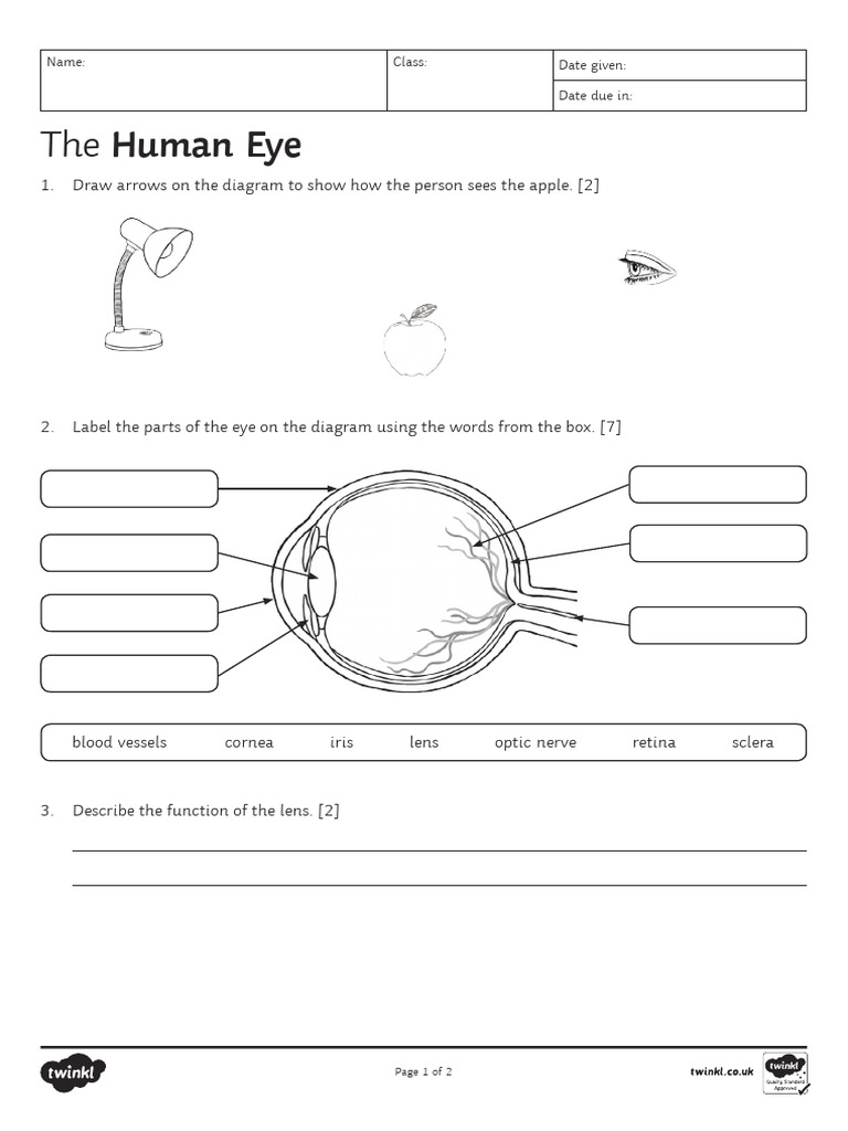 t3 SC 522 ks3 The Human Eye Homework Activity Sheet - Ver - 1 | PDF ...