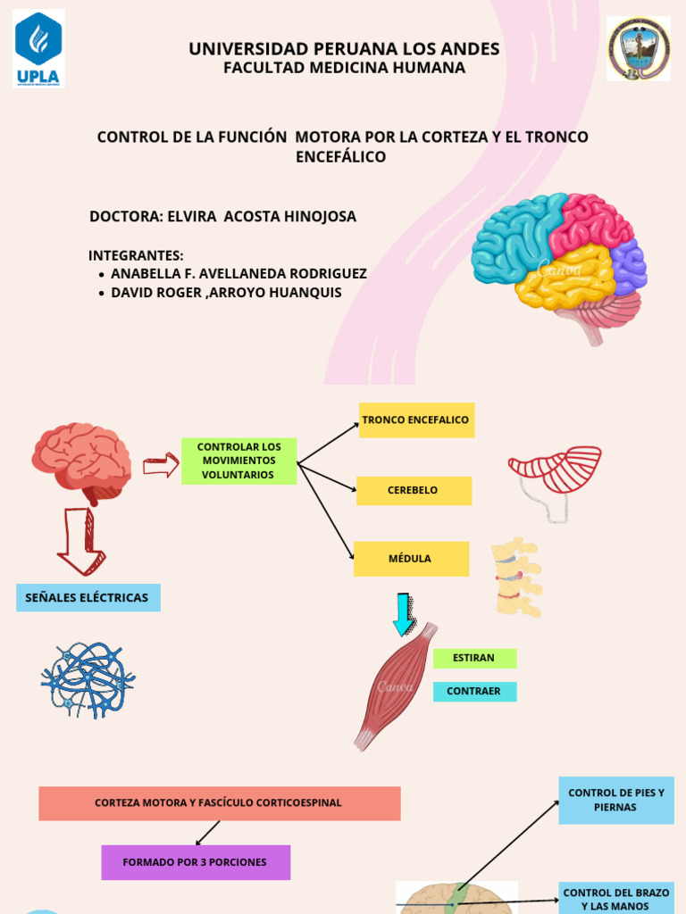 FUNCION MOTORA | PDF | Cerebelo | Anatomía