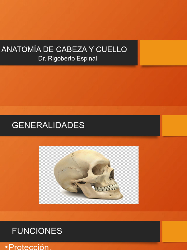 Anatomía de Cabeza y Cuello | PDF