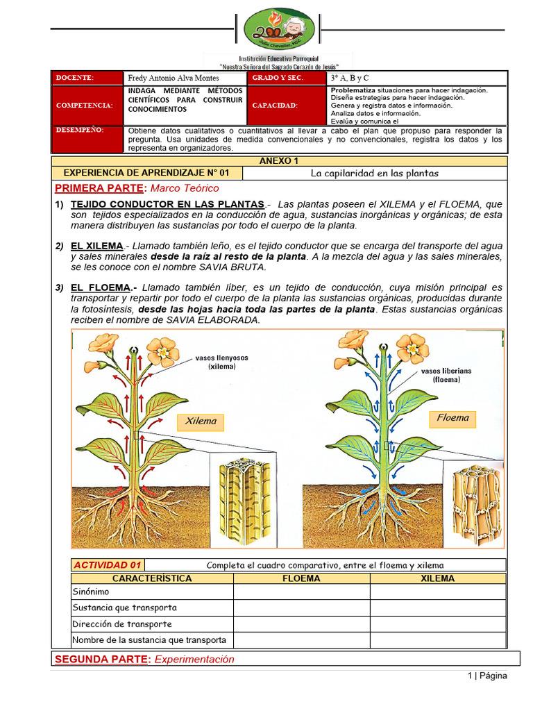 C_y_T_-_LA_CAPILARIDAD_EN_LAS_PLANTAS | PDF | Plantas | Agua