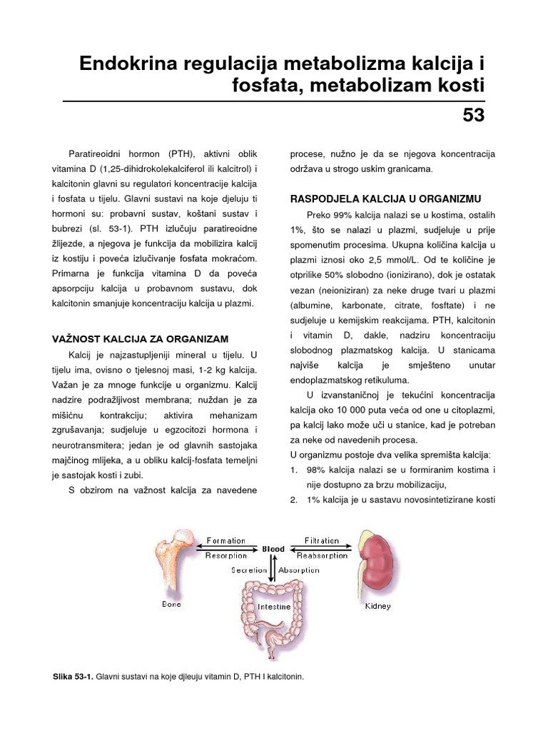 53 - PTH, Ca I Fosfat | PDF