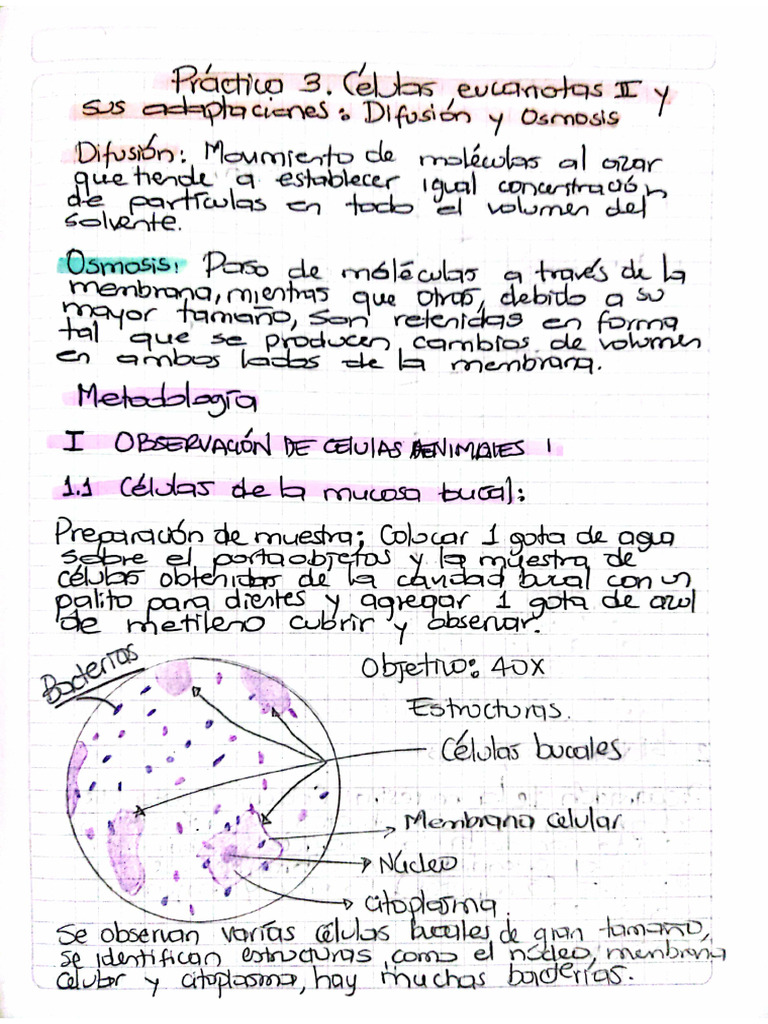 Bitácora Biología-Ericka Vargas | PDF