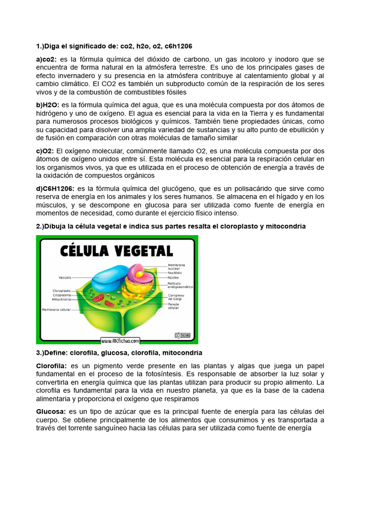 Biologia | PDF | Fotosíntesis | Plantas