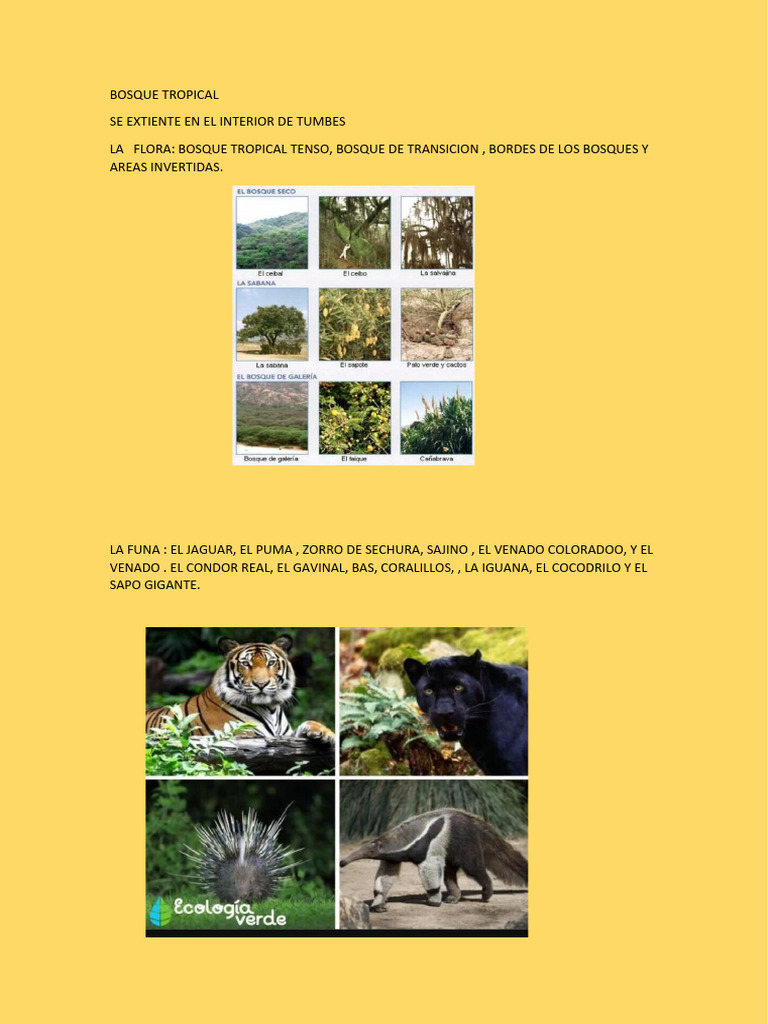 Bosque Tropical | PDF