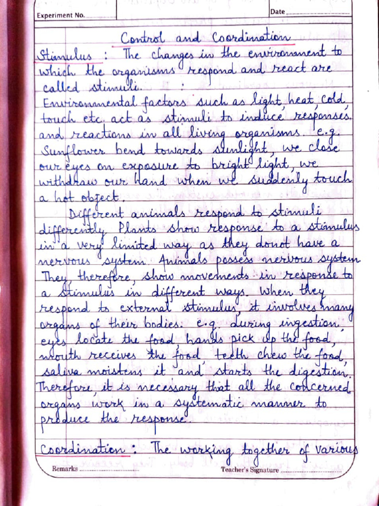 Control and Coordination Notes class 10 CBSE | PDF | Human Anatomy ...