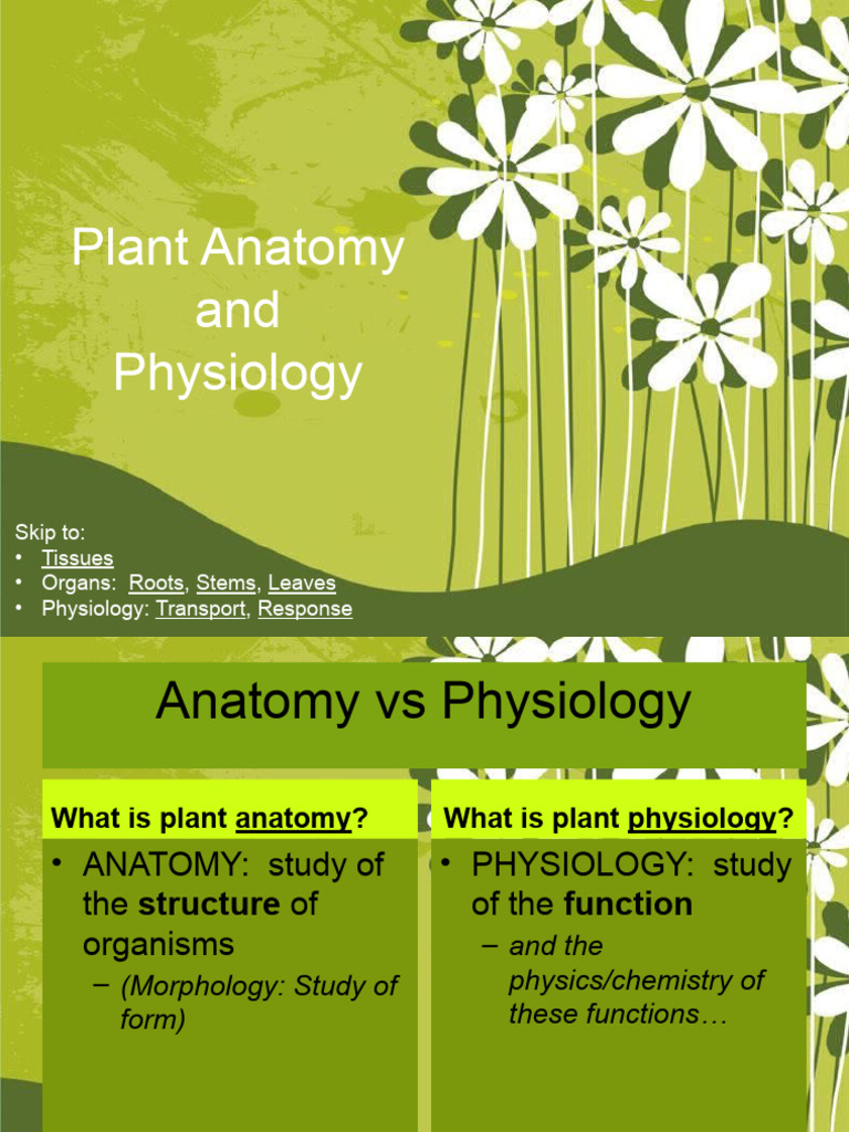 Copy of Plant Anatomy and Physiology 2023 | PDF | Plant Stem | Tissue ...