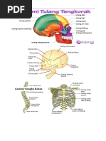 Anatomi Rangka Aksial Dan Apendikular | PDF