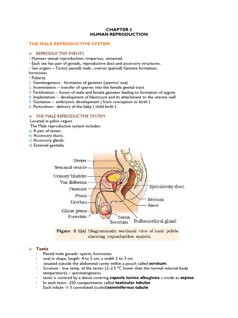 Human Reproduction CH 3 I-1 | PDF | Testicle | Reproductive System