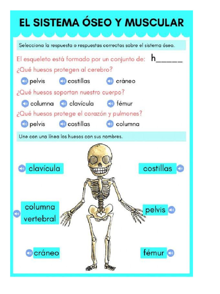 sitema oseo y muscular | PDF
