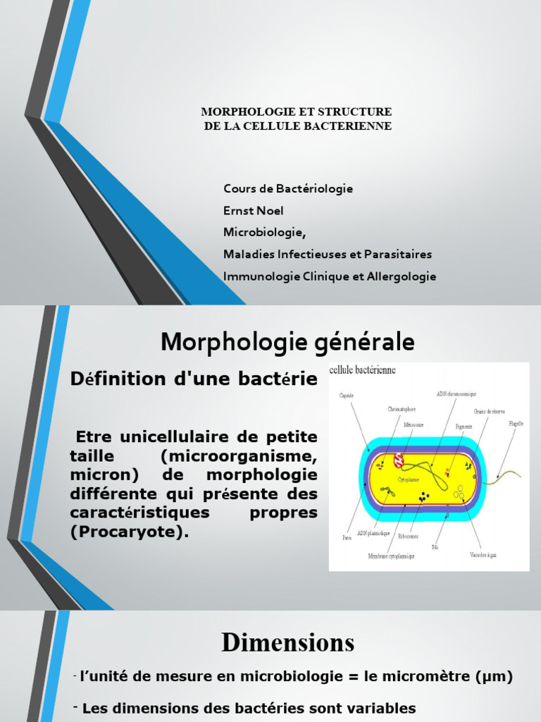 Morphologie Et Structure de La Cellule Bactérienne | PDF | Plasmide | ADN