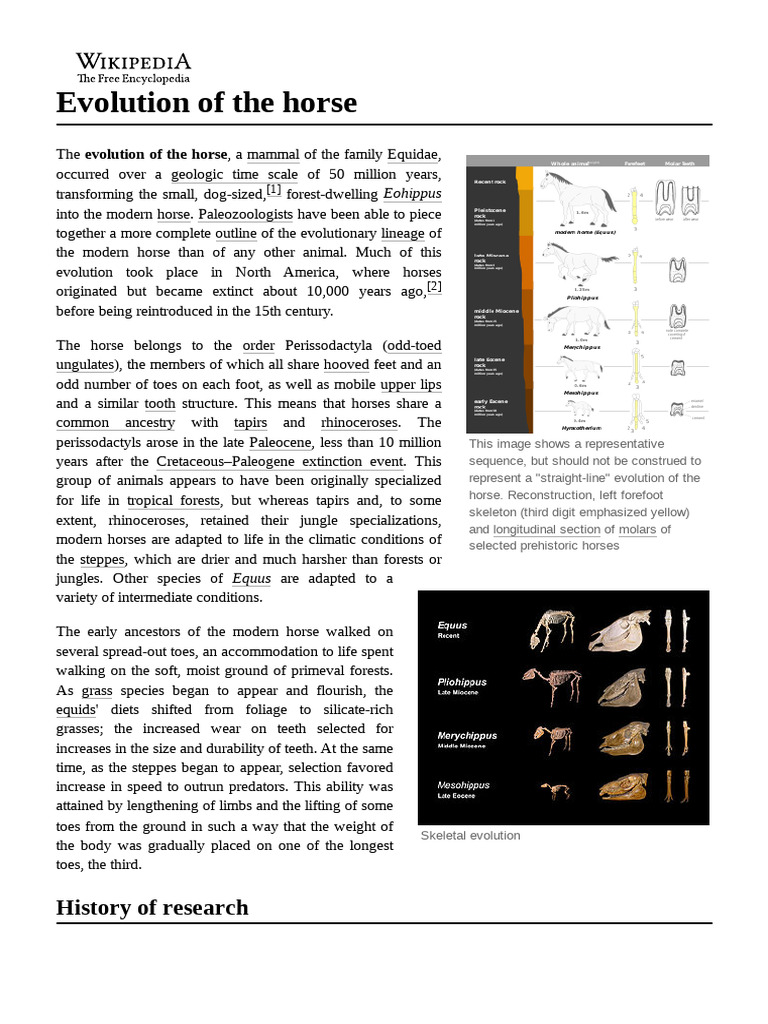 Evolution of The Horse | PDF | Equus (Genus) | Horses