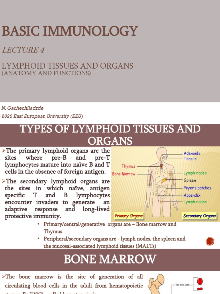 Lecture 4 Lymphoid Organs and Tissues | PDF | Thymus | Lymphatic System