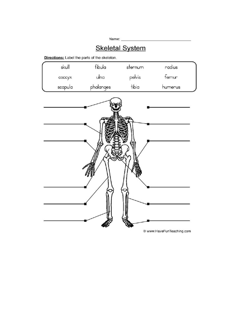Skeletal Systemworksheet | PDF