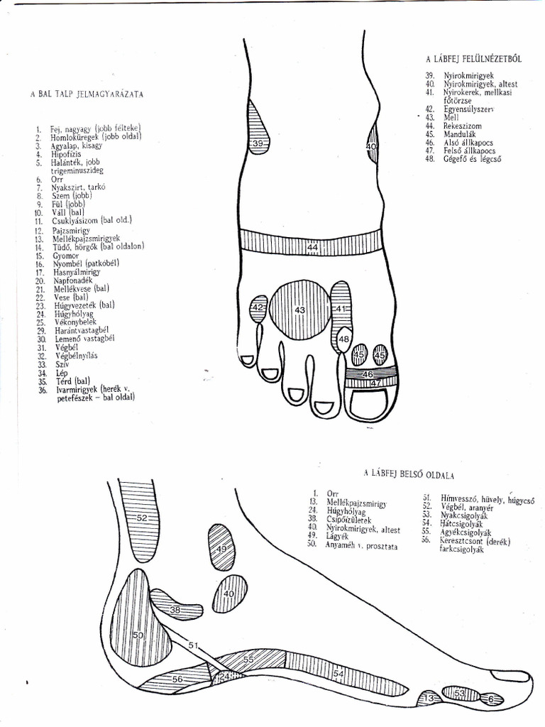 Lábtérkép Bal Láb, Lábfej Reflexpontok | PDF