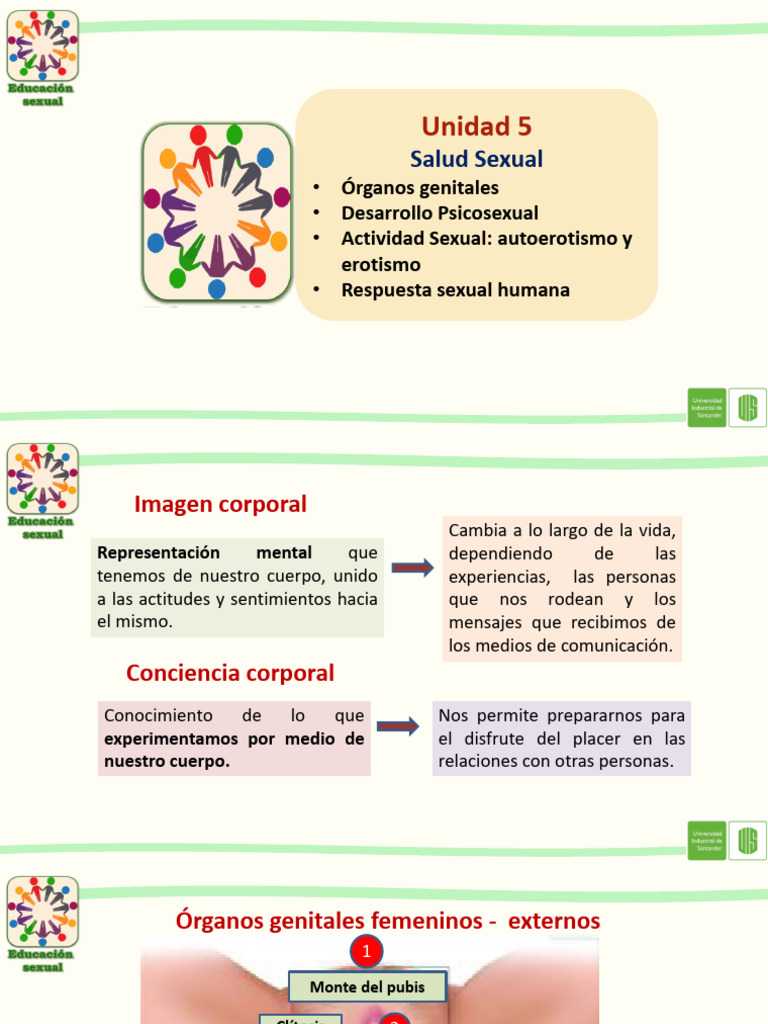 Anatomía de los Genitales Femeninos | PDF | Vagina | Labios