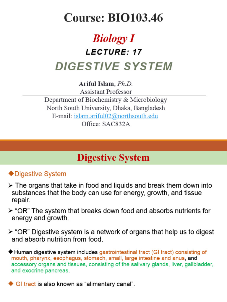 BIO103 Lec-17.46 ArIm Digestive System 220424 | PDF | Stomach | Digestion