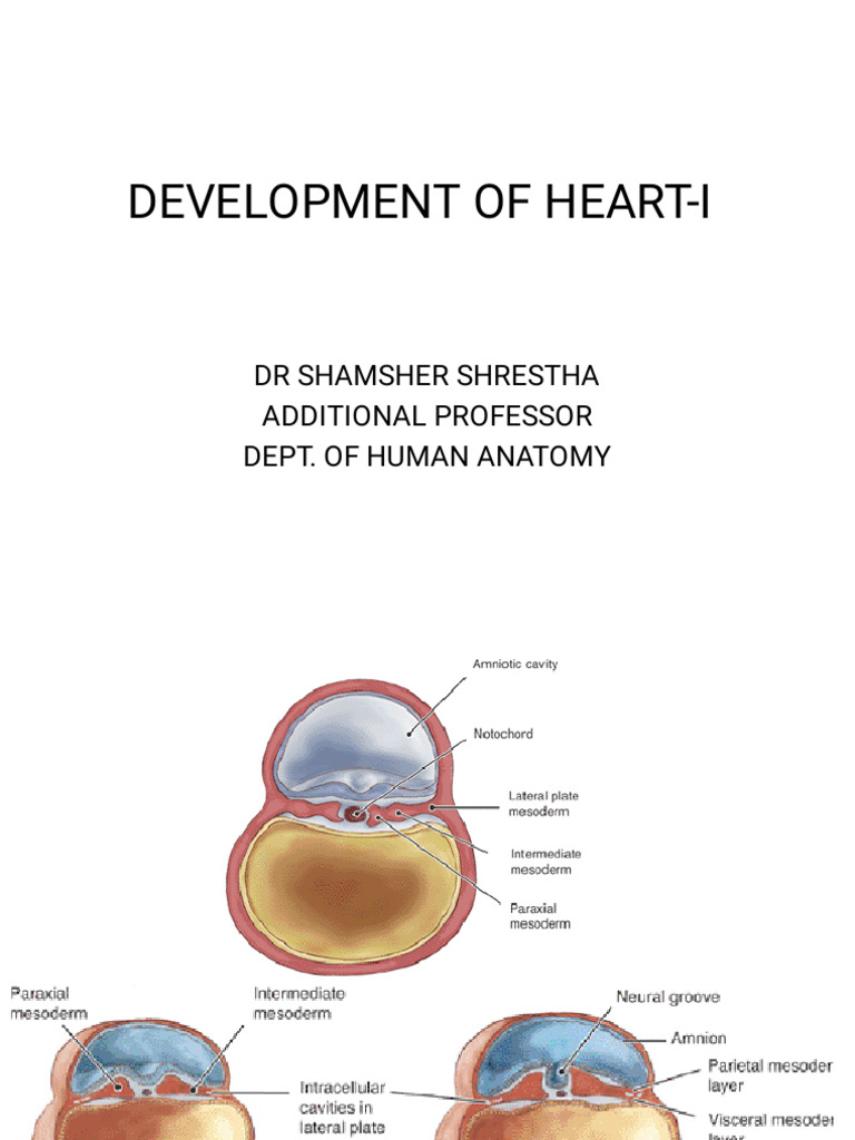 Development of Heart - New | Download Free PDF | Atrium (Heart) | Heart ...
