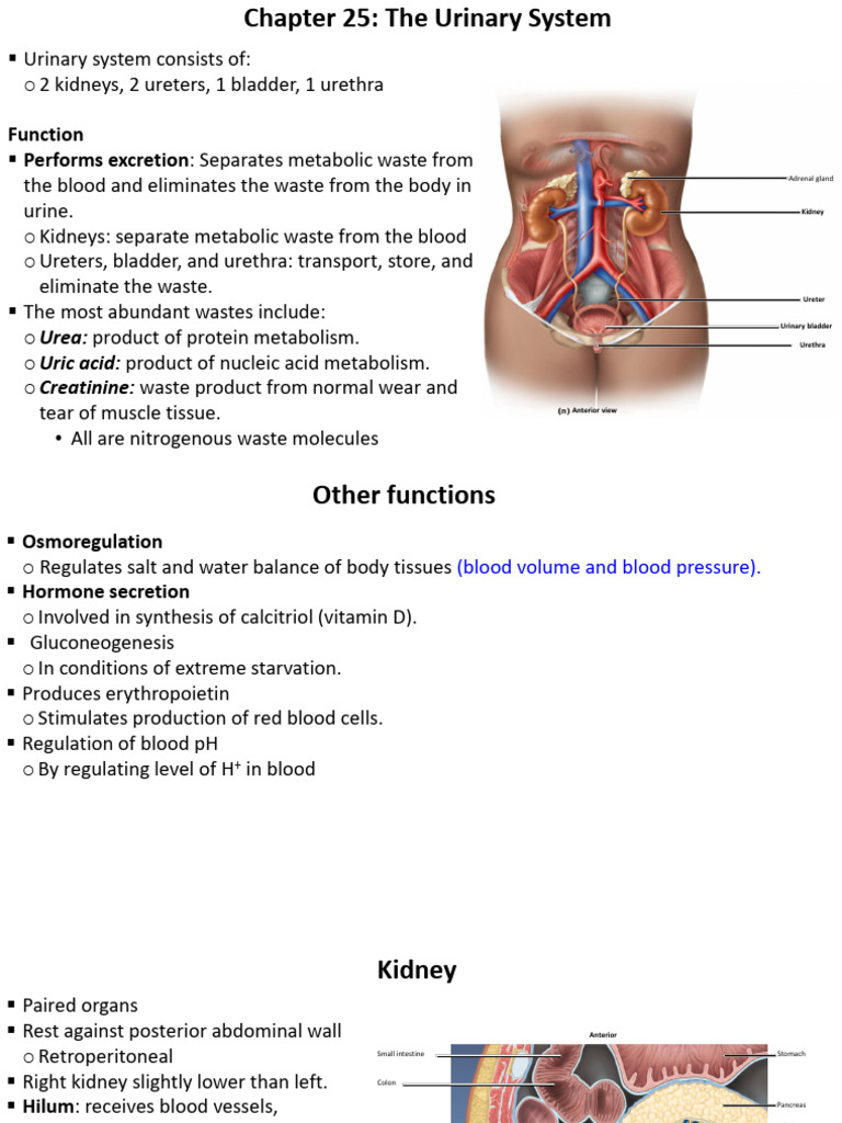 Chapter 25- Urinary System- Class Outline | PDF | Kidney | Urinary System