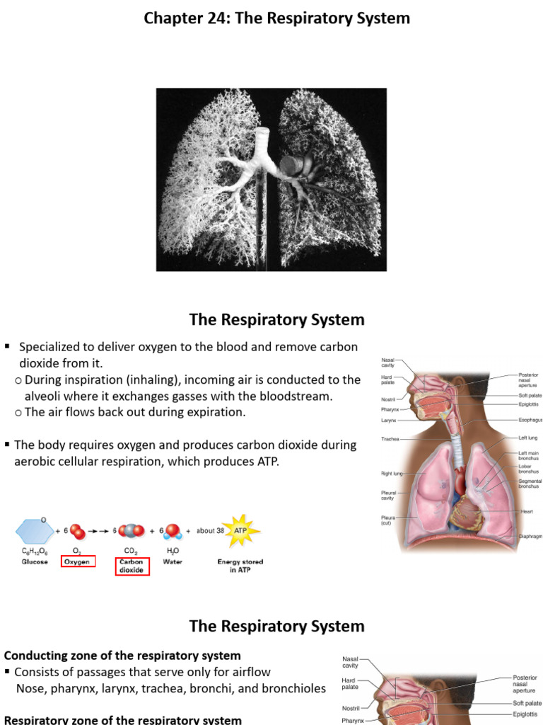 Chapter 23- The Respiratory System- Class Outline | Download Free PDF ...
