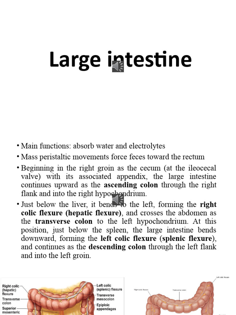 Large Intestine | PDF | Large Intestine | Rectum