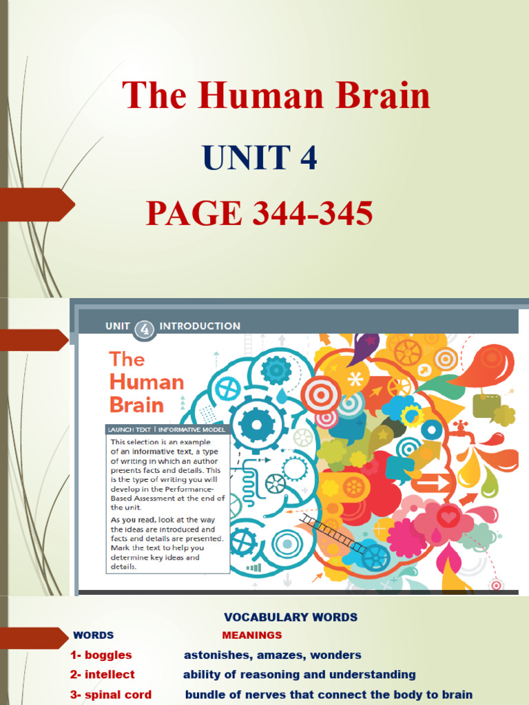 Unit_4_The_Human_Brain | PDF | Brain | Nervous System