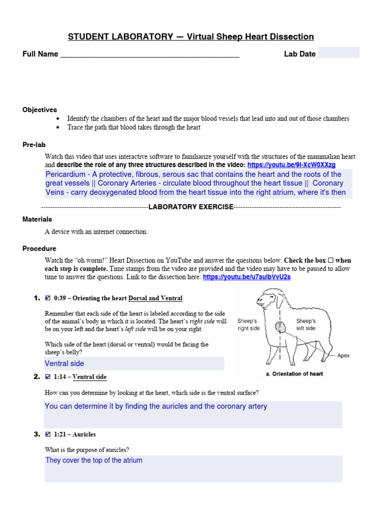 12 Virtual Sheep Heart Dissection 2 | Download Free PDF | Heart Valve ...
