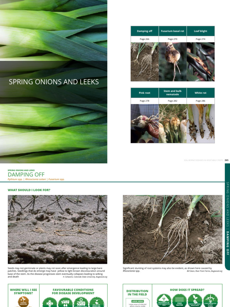 Spring Onion Sleek and Garlic | PDF | Plants | Botany