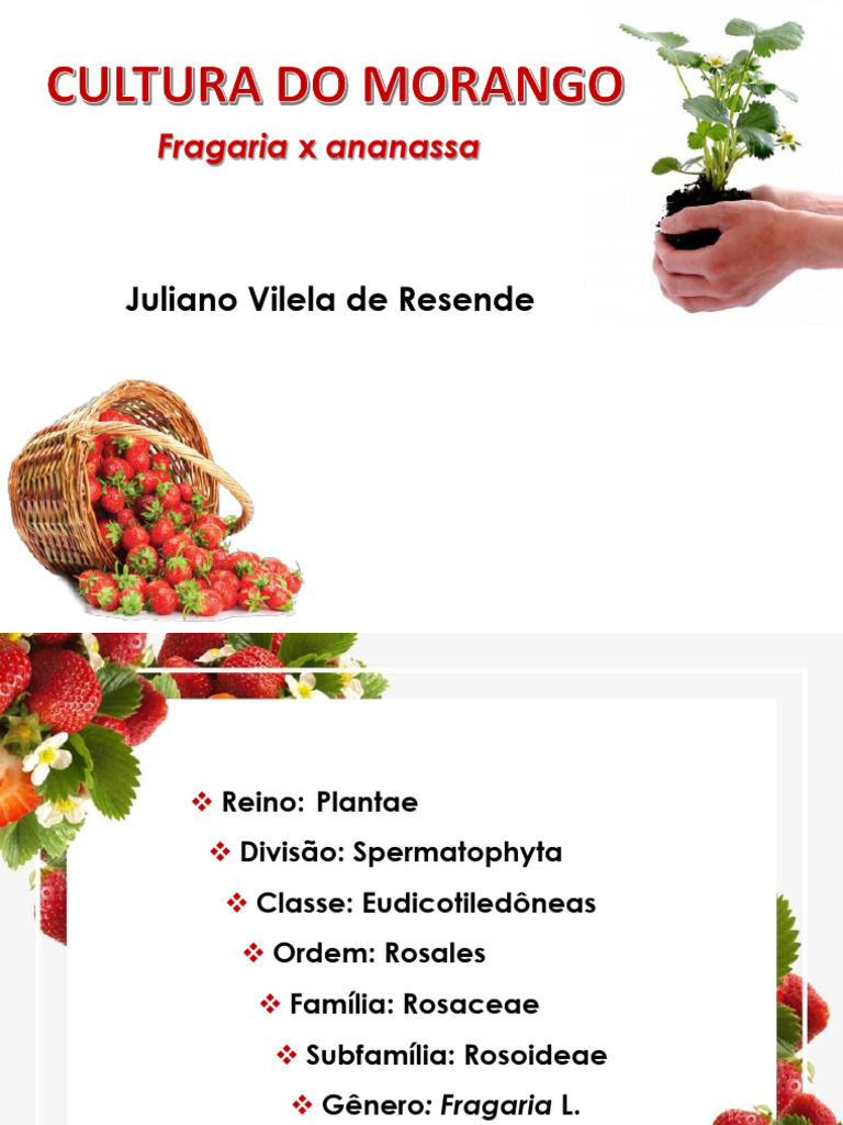 Aula Morango 24 | PDF | Flores | Morfologia vegetal