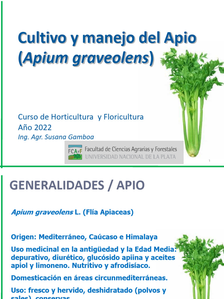 Cultivo y Manejo del Apio: Guía Completa | PDF | Apio | Germinación