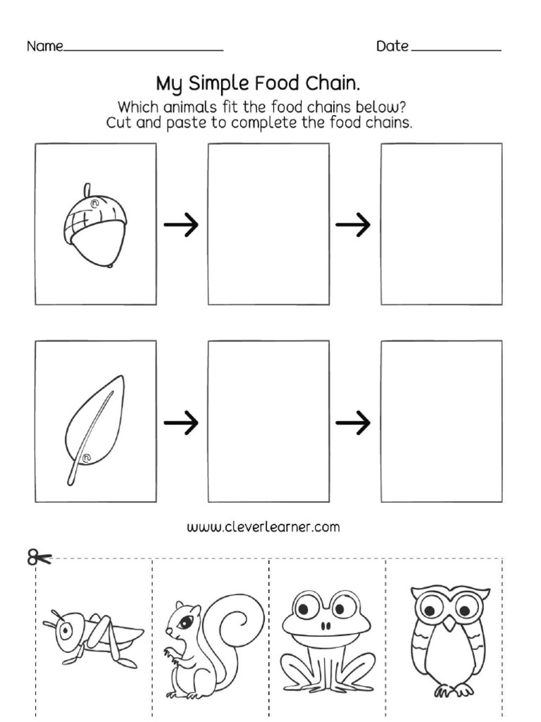 Food Chain Printables For Kindergarten and First Grade 1 | PDF