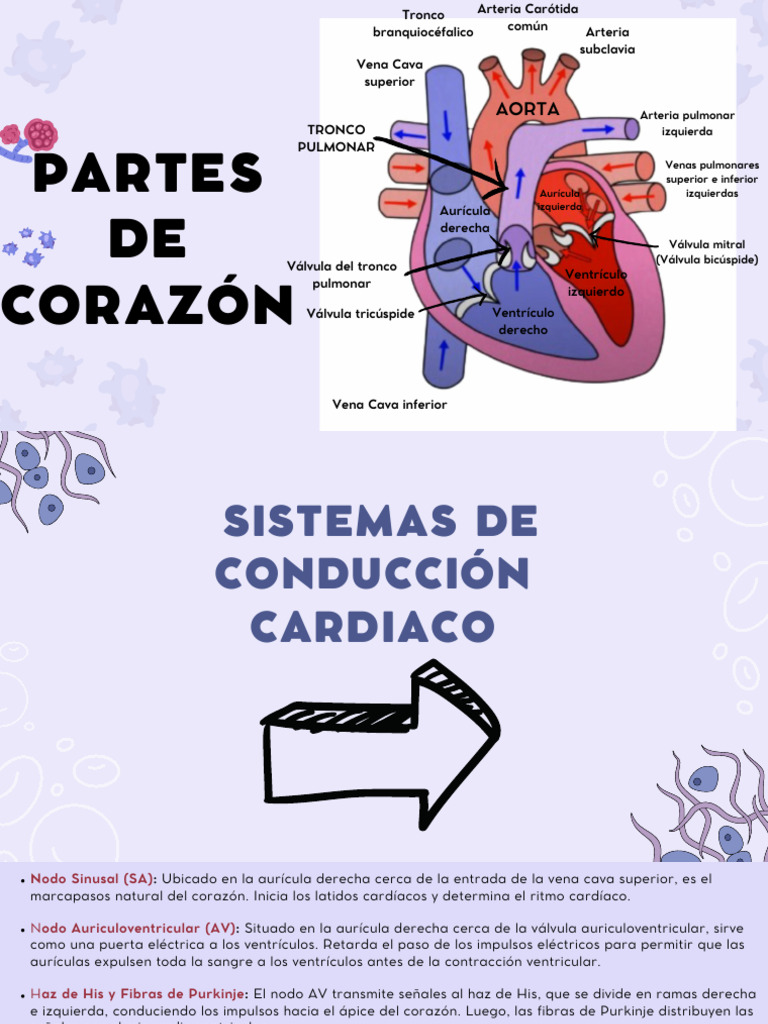 Annotated-Tarea Morfo Practica | PDF | Electrocardiografia | Ventrículo (corazón)
