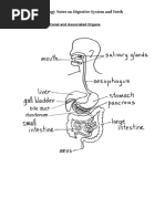 Calculating Magnification Worksheet | PDF