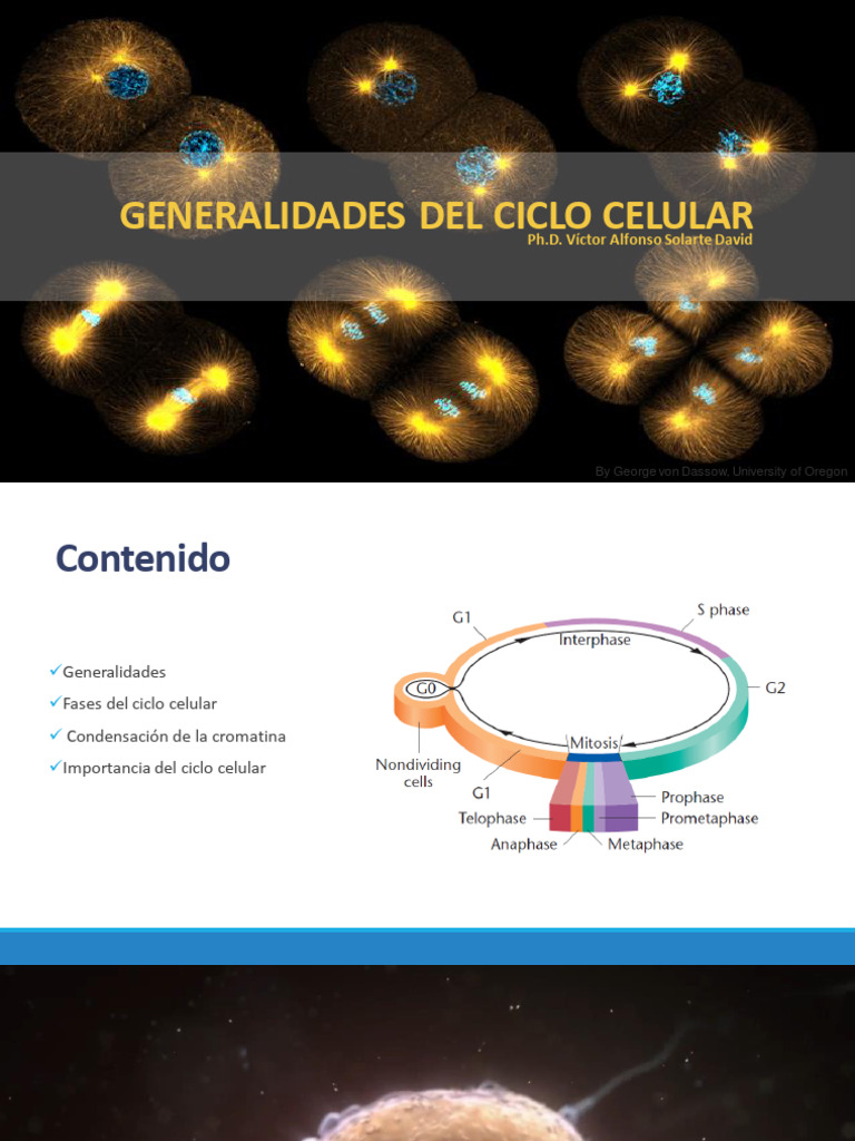 Generalidades Del Ciclo Celular | PDF | Ciclo celular | Crecimiento celular