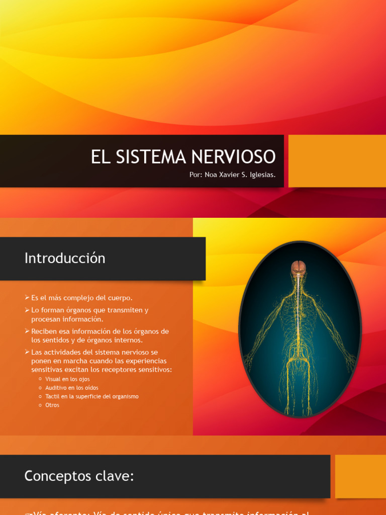 El Sistema Nervioso | PDF | Cerebro | Sistema nervioso