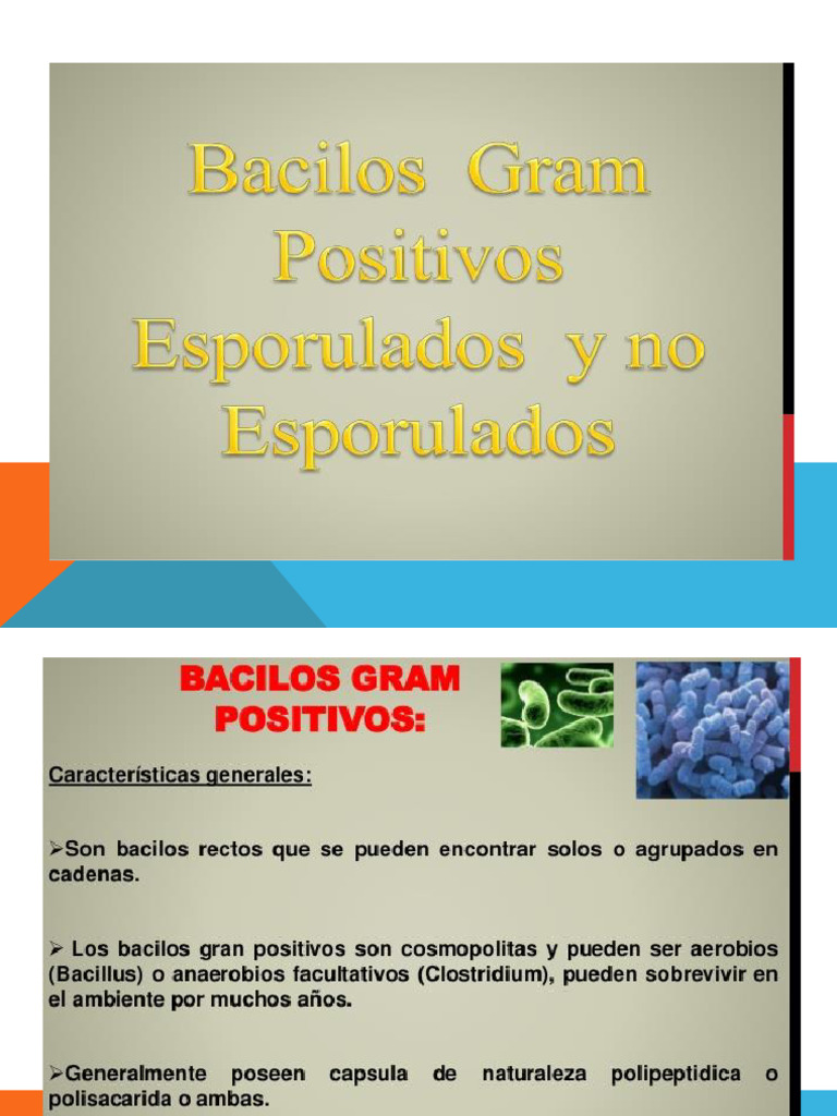 Presentación de Bacilos Gram Positivos (1) Nueva | PDF | Especialidades ...