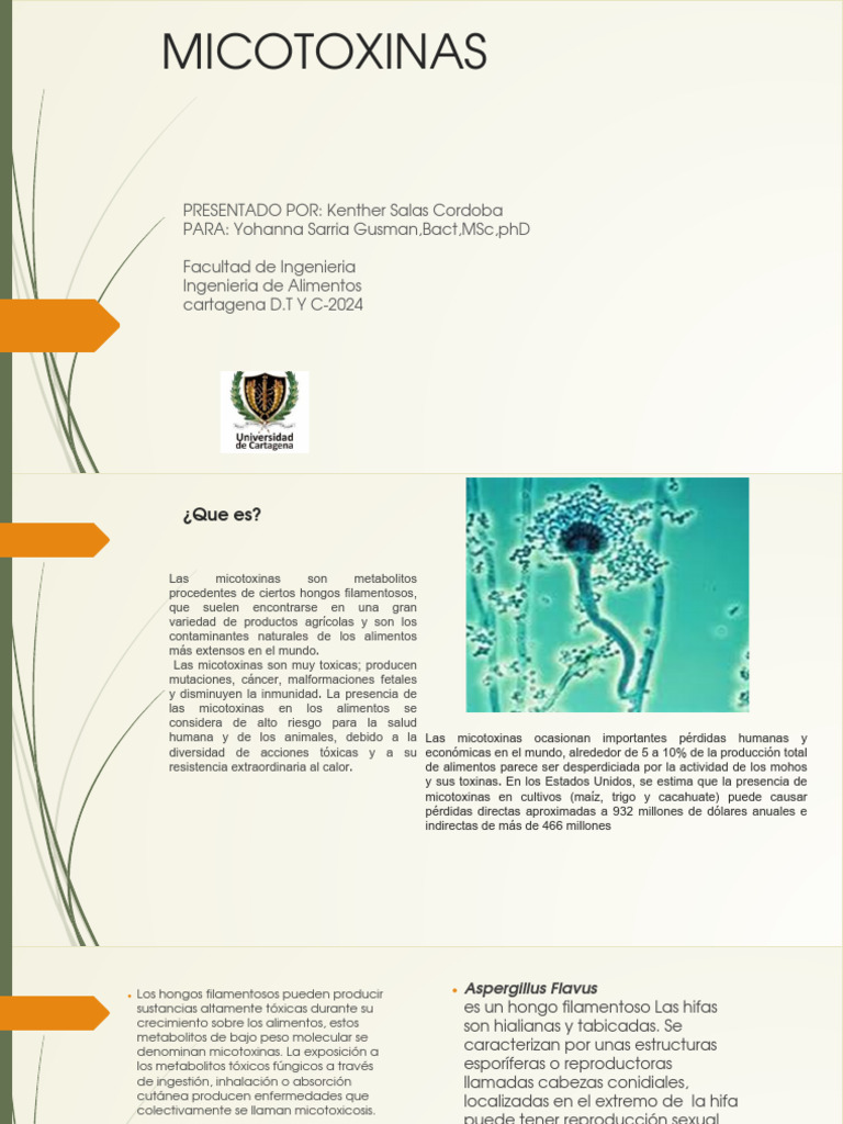 Mico Toxin As | PDF | Micotoxinas | Hongo