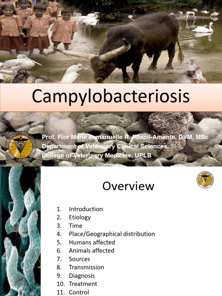 2 Campylobacteriosis | PDF | Medical Specialties | Microbiology