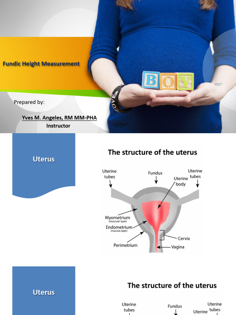 Fundic Height Measurement | PDF | Uterus | Gynaecology