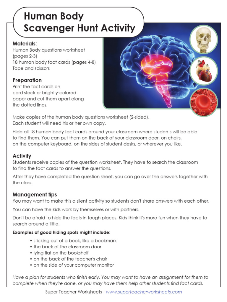 Human Body Scavenger Hunt Activity | PDF | Human Body | Heart