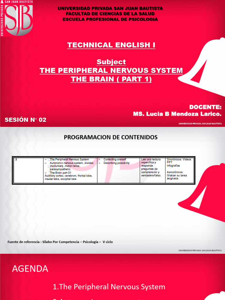 Class 2-Tech1-Psico - PNS and Brain Part 1 | PDF | Nervous System | Central Nervous System