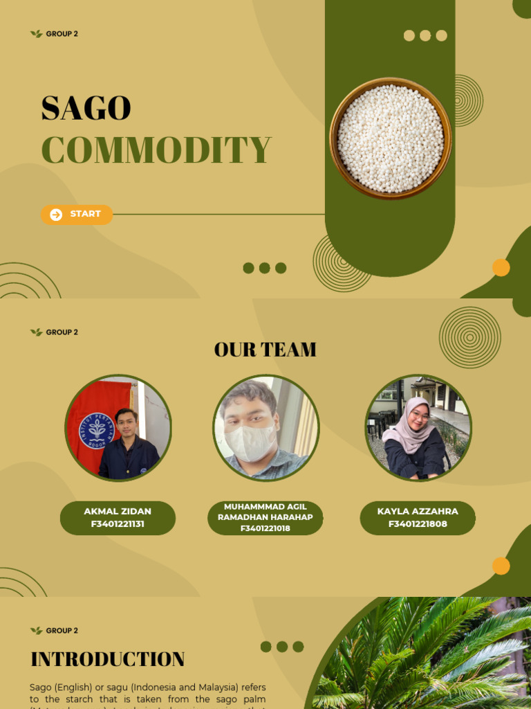 Sago Commodity: Economic and Cultural Impact | PDF | Agriculture