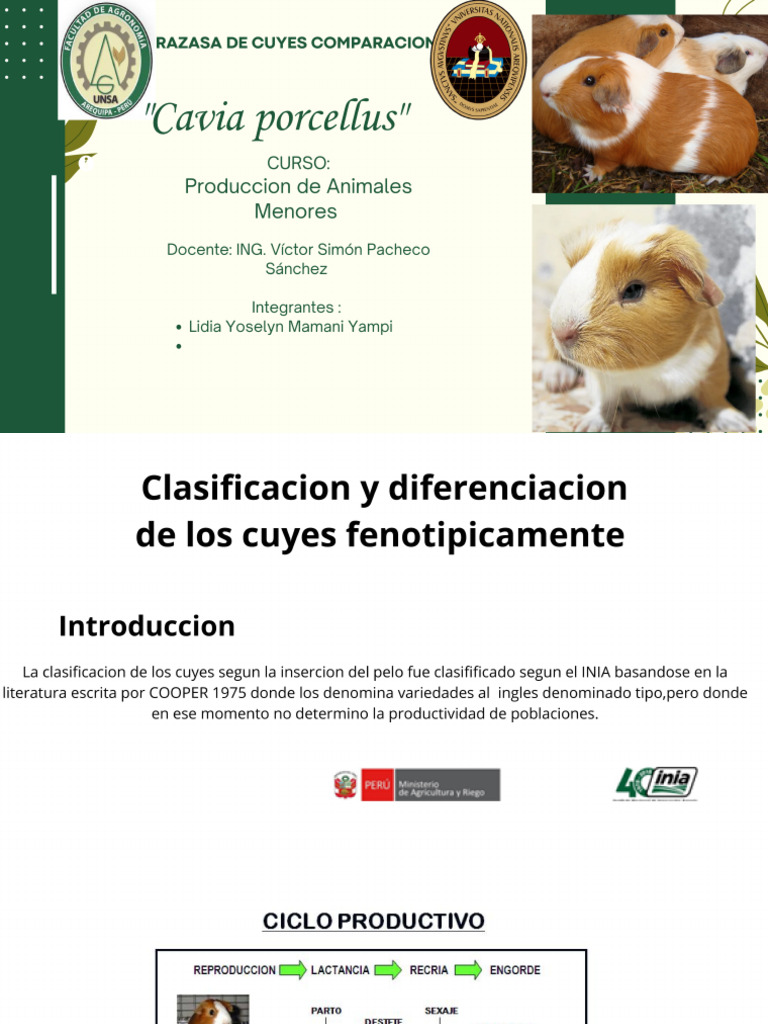 Razas de Cuyes | PDF