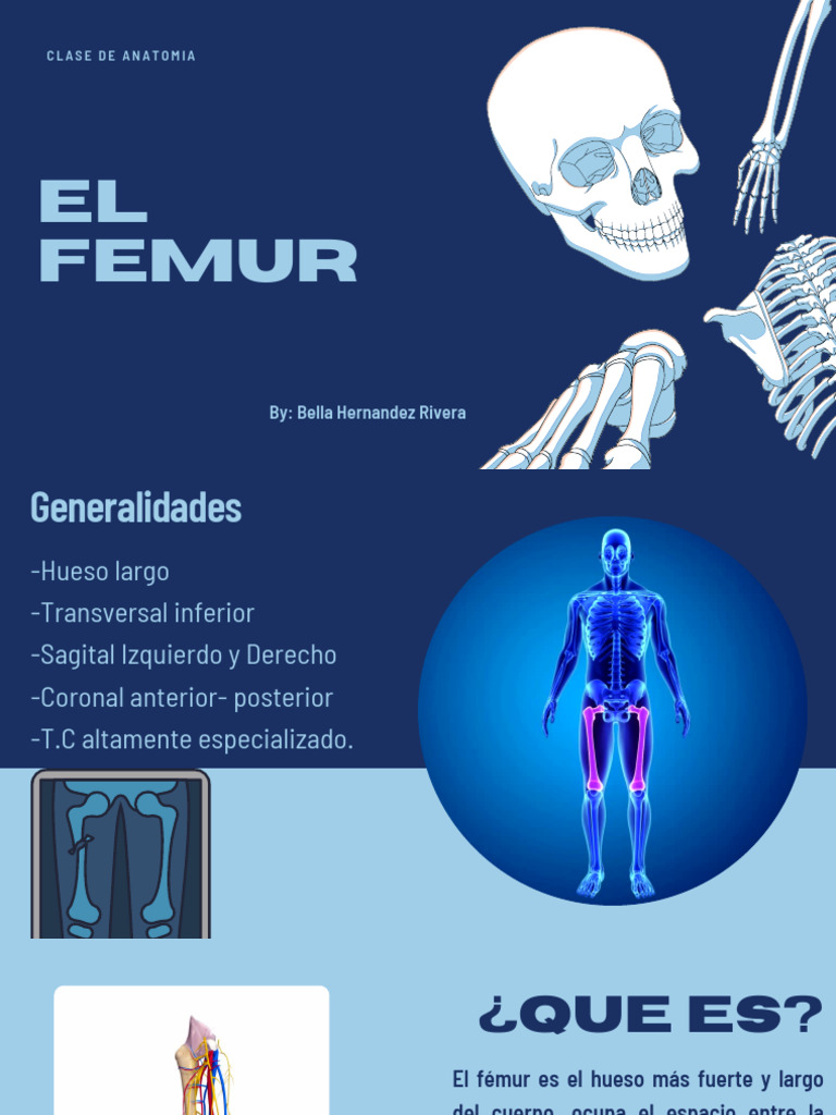 Anatomía del Fémur: Estructura y Función | PDF | Anatomía del miembro ...