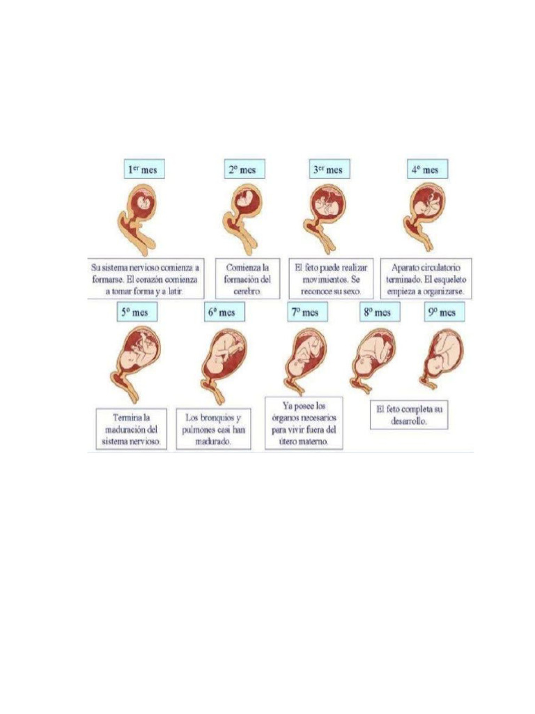 etapa de parto | PDF
