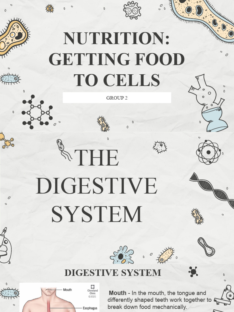 getting-food-to-cells | PDF | Digestion | Human Digestive System