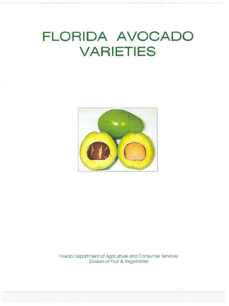 Florida Avocado Varieties | PDF | Fruit | Avocado