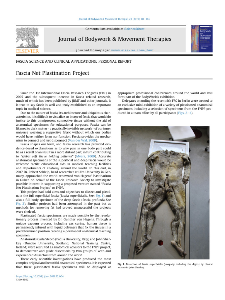 Fascia Net Plastination Project 2018 Yjbmt | PDF | Medicine